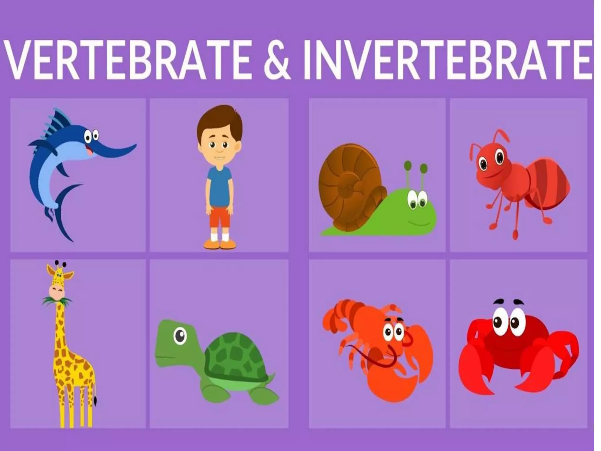 Vertebrates and invertebrates | PPT