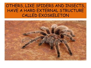 Vertebrates and invertebrates | PPTX