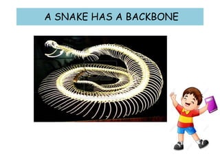 Vertebrates and invertebrates | PPTX