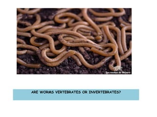 Vertebrates and invertebrates | PPTX