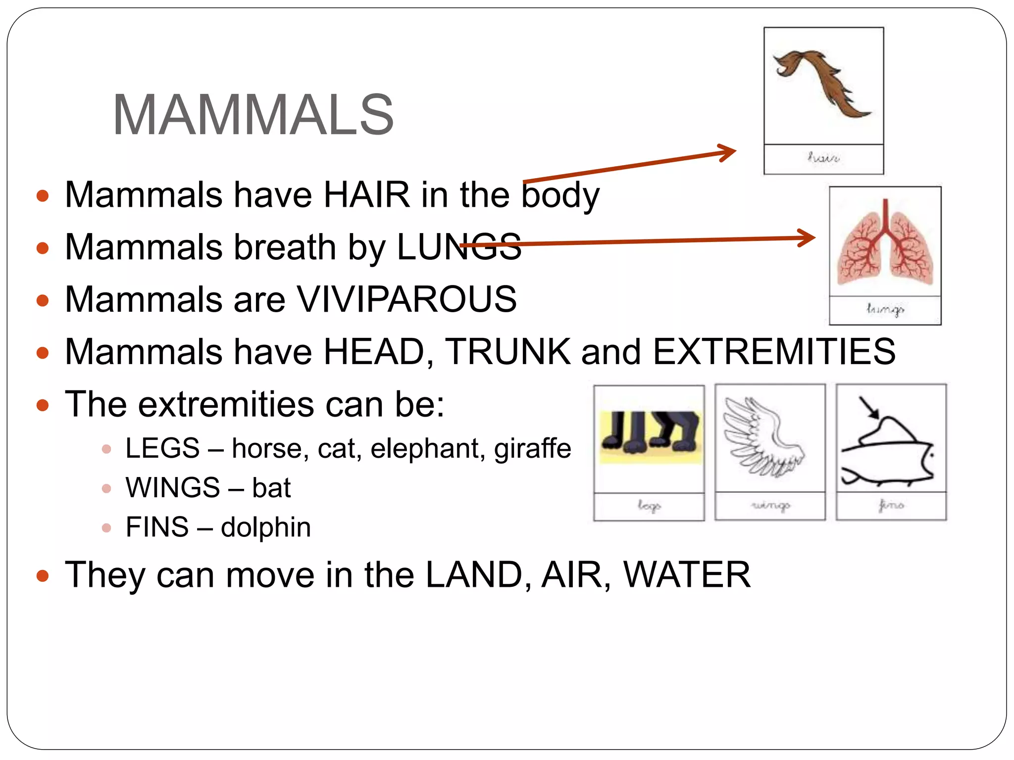 Vertebrates and invertebrates animals | PPTX | Reptiles | Pets