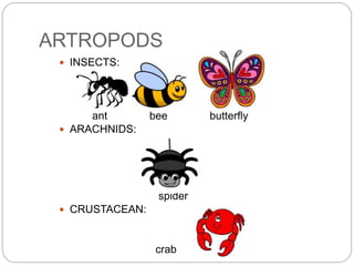 Vertebrates and invertebrates animals | PPTX