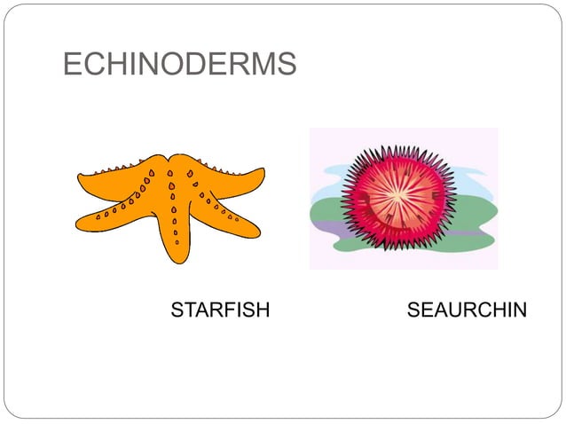 Vertebrates and invertebrates animals | PPTX | Reptiles | Pets