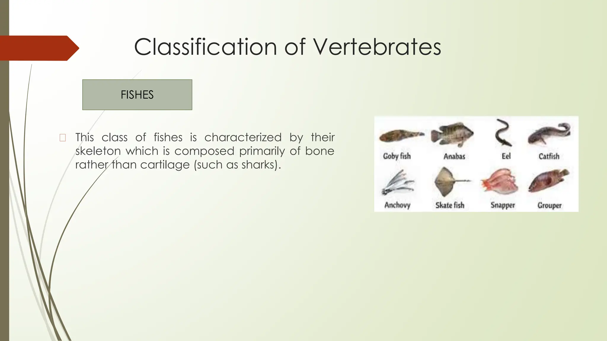VERTEBRATES AND INVERTEBRATES ANIMALS G6.pptx