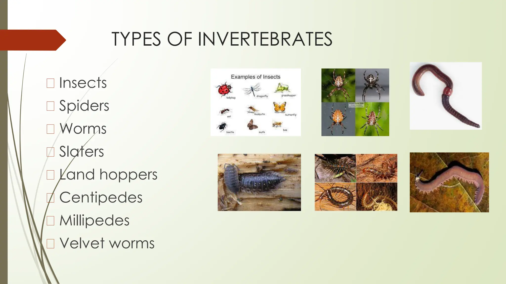 VERTEBRATES AND INVERTEBRATES ANIMALS G6.pptx
