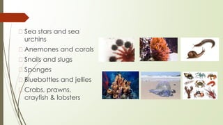 VERTEBRATES AND INVERTEBRATES ANIMALS G6.pptx