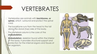 VERTEBRATES AND INVERTEBRATES ANIMALS G6.pptx