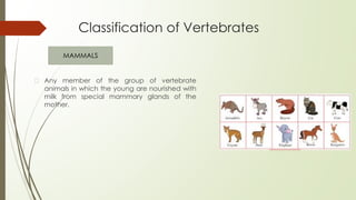 VERTEBRATES AND INVERTEBRATES ANIMALS G6.pptx