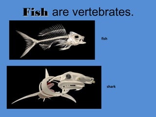 Vertebrates and invertebrates (ScienceandEnglish.com) | PPT