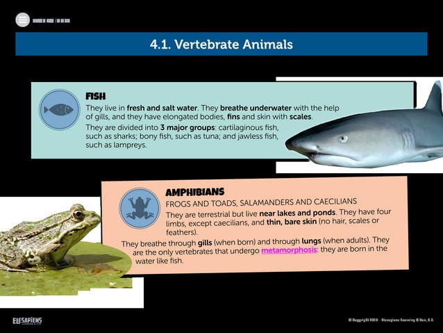 vertebrates and invertebrates information.pdf