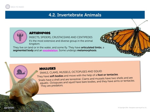 vertebrates and invertebrates information.pdf