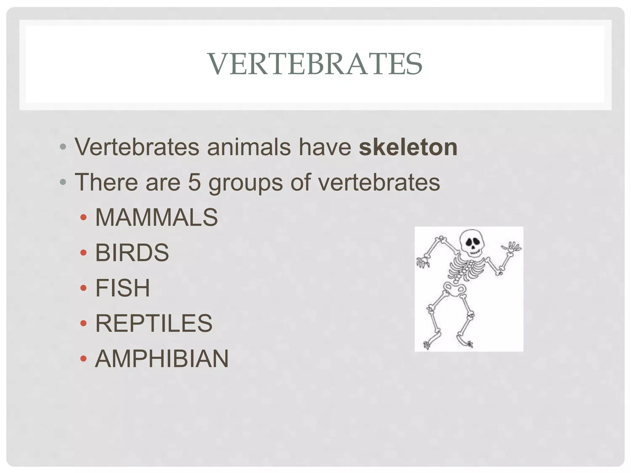 Vertebrates animals part 2 | PPT