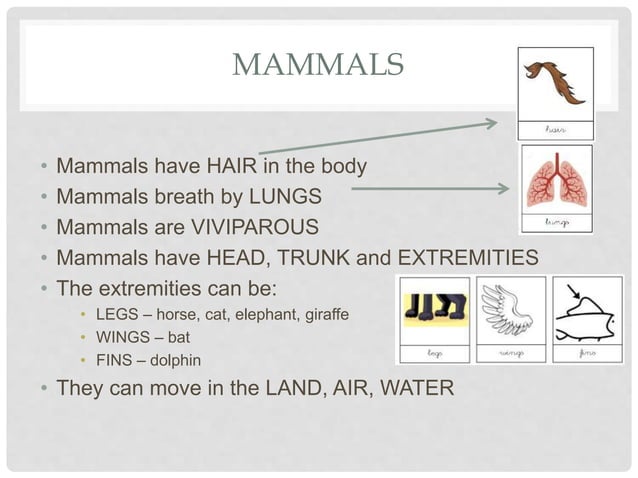 Vertebrates animals part 2 | PPT