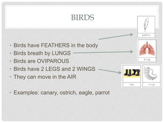 Vertebrates animals part 2 | PPTX