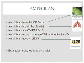 Vertebrates animals part 2 | PPT
