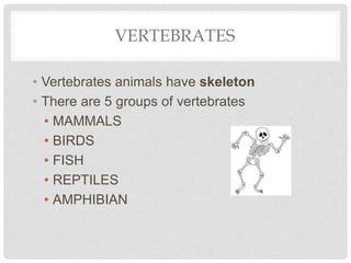 Vertebrates animals part 2 | PPTX
