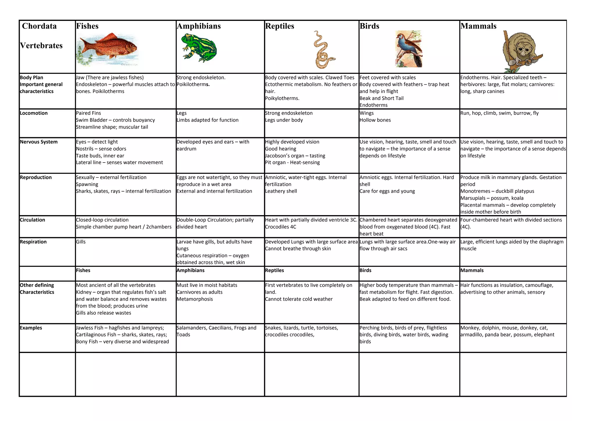 Vertebrates chordata chart | PDF