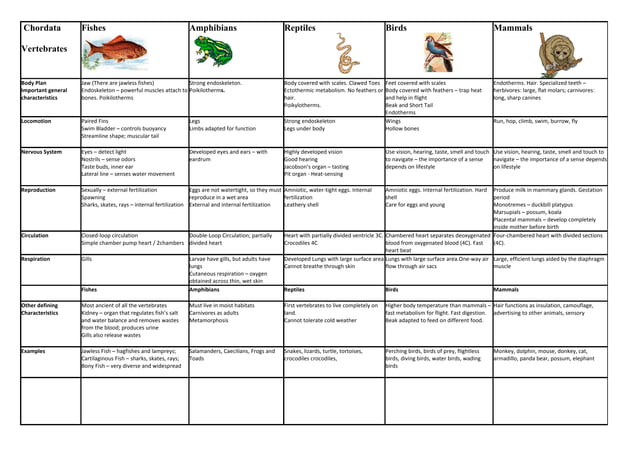 Vertebrates chordata chart | PDF | Reptiles | Pets