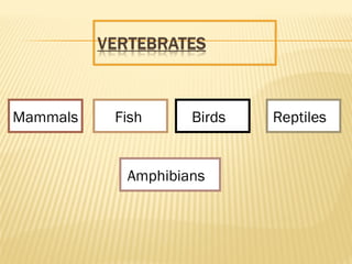 Vertebrates classification | PPT