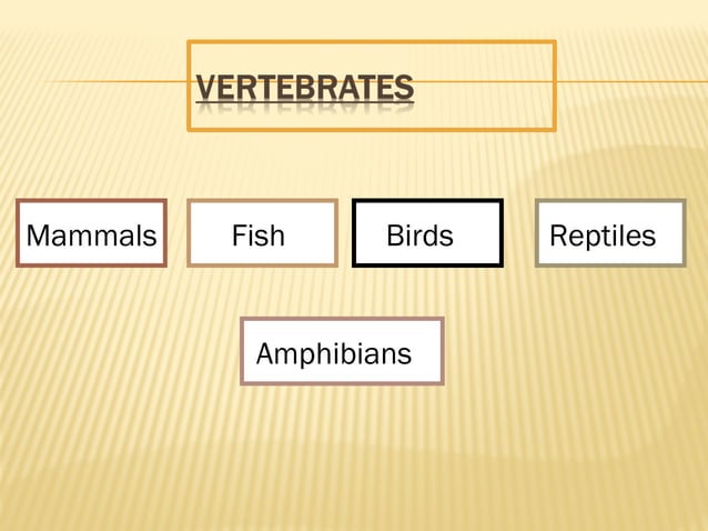Vertebrates classification | PPT