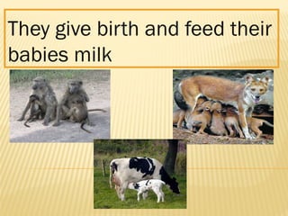 Vertebrates classification | PPT