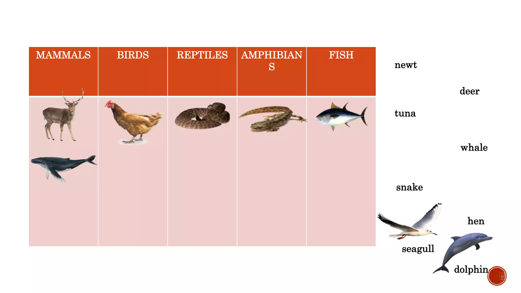 VERTEBRATES CLASSIFICATION.pptx