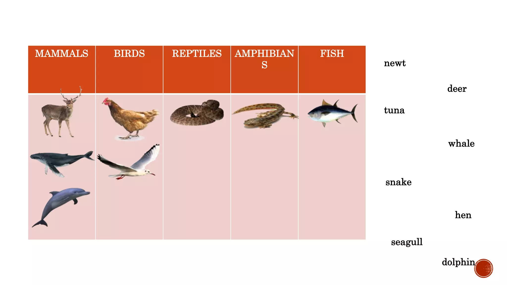 VERTEBRATES CLASSIFICATION.pptx