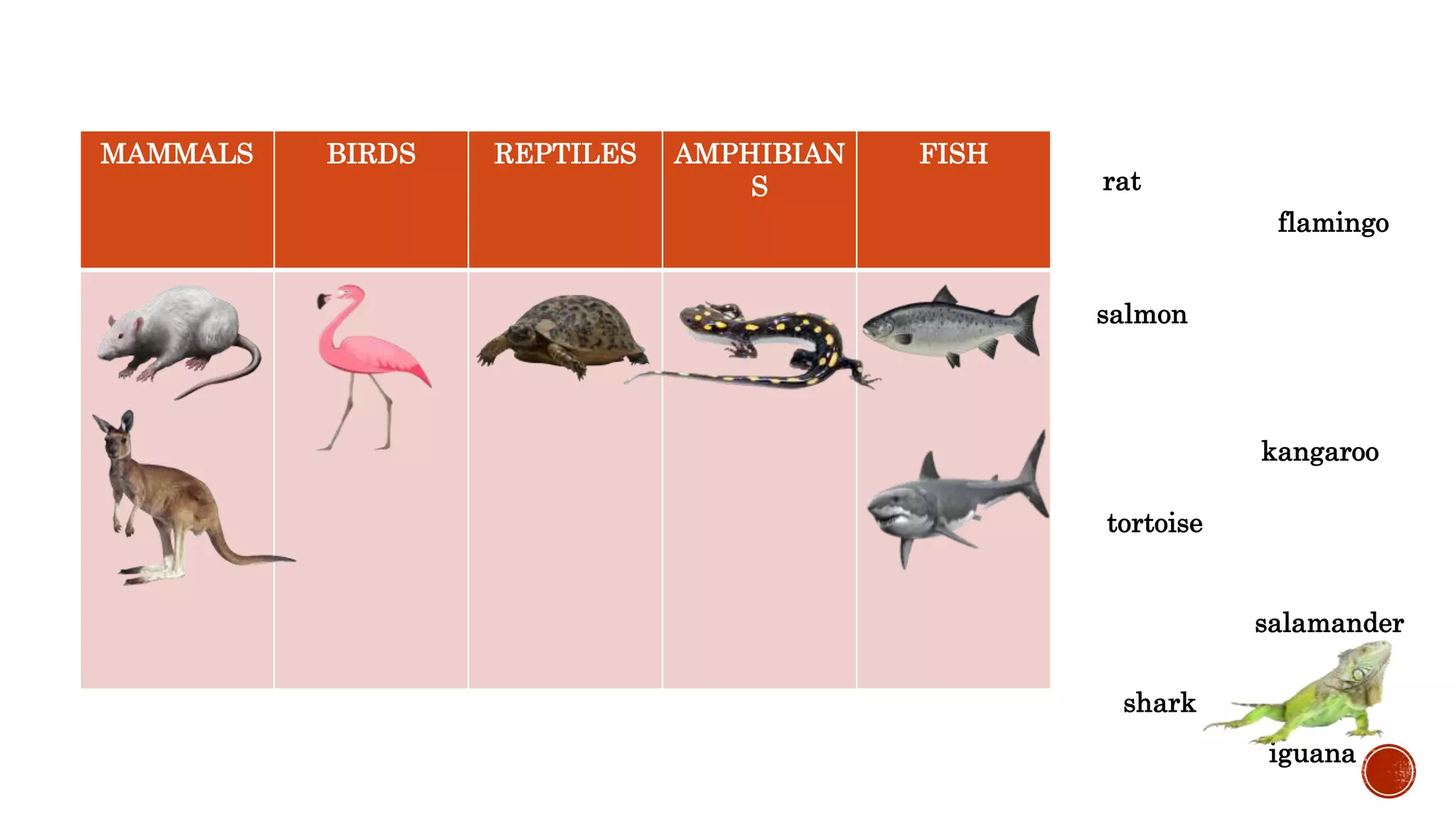 VERTEBRATES CLASSIFICATION.pptx