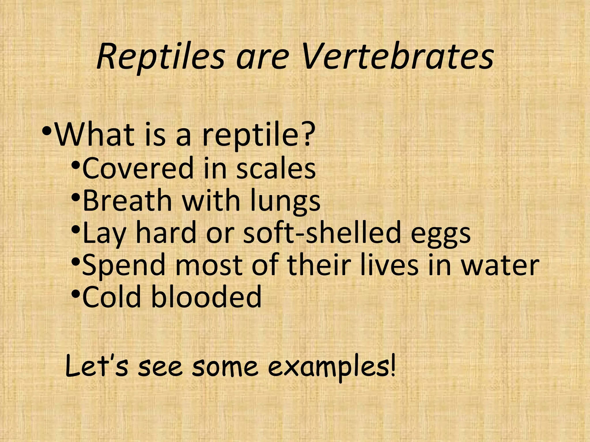 Vertebrates | PPT