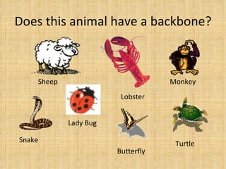 Vertebrates | PPT