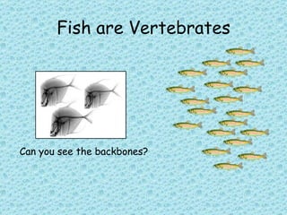 Vertebrates | PPT