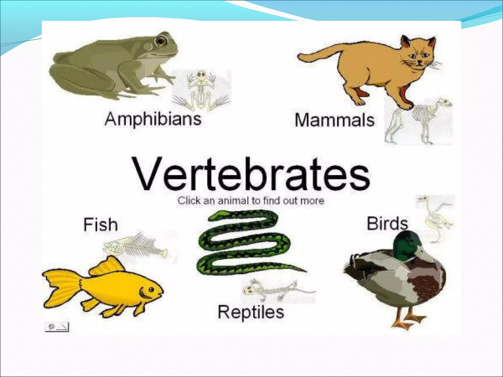 Vertebrate si ciclostomi | PPT