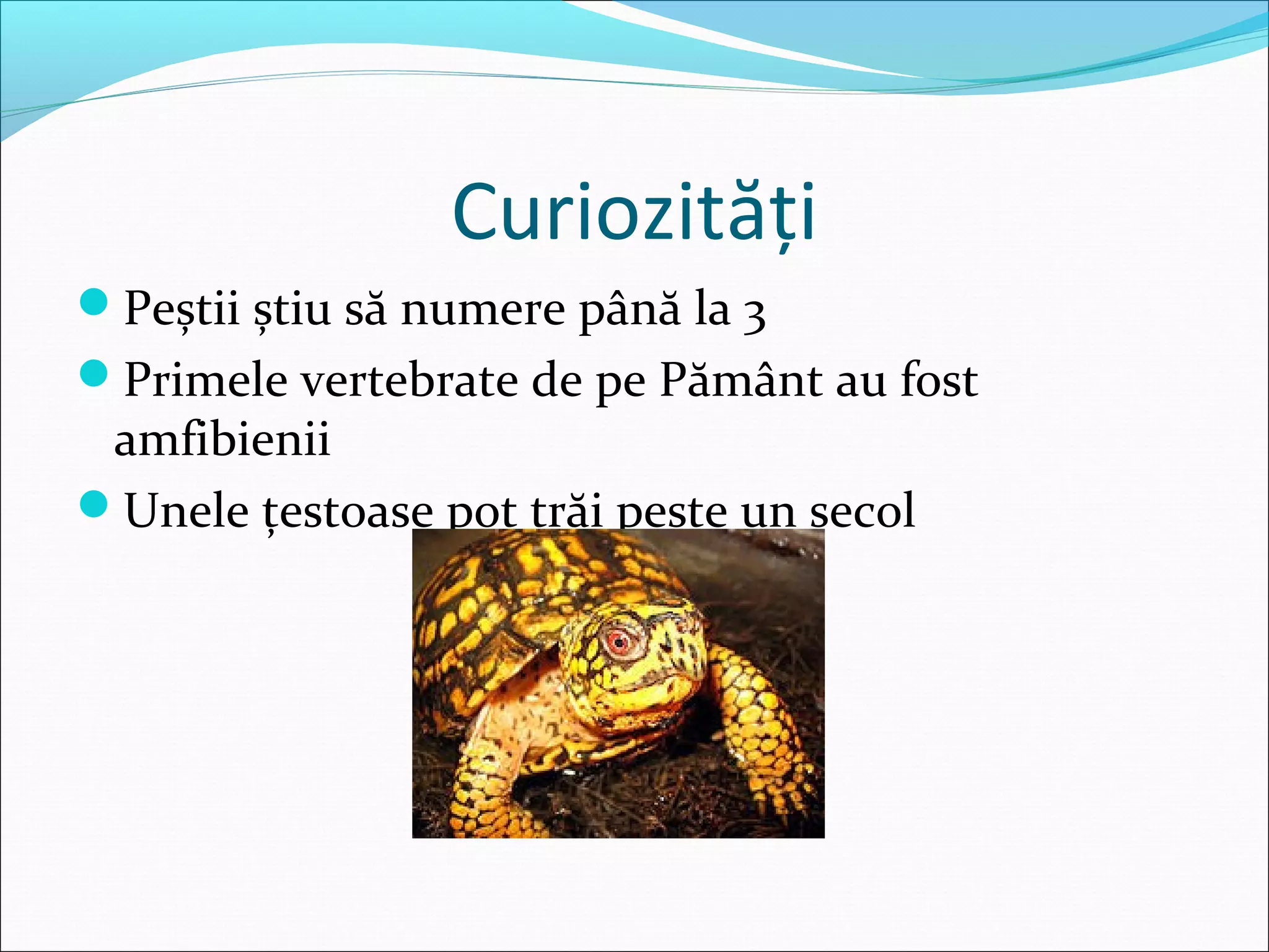 Vertebrate si ciclostomi | PPT