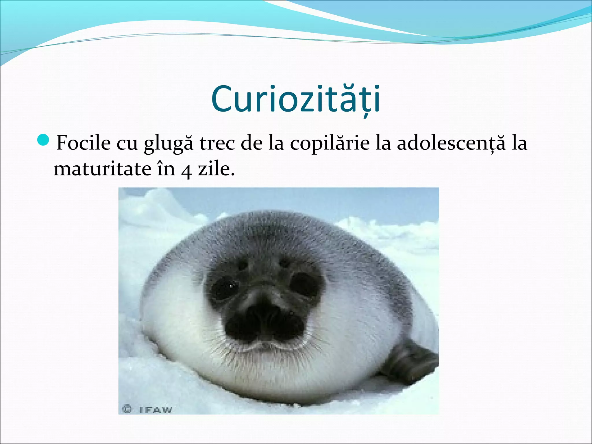Vertebrate si ciclostomi | PPT