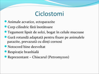 Vertebrate si ciclostomi | PPT