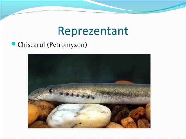 Vertebrate si ciclostomi | PPT