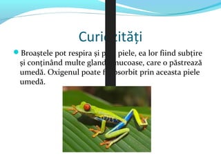 Vertebrate si ciclostomi | PPT