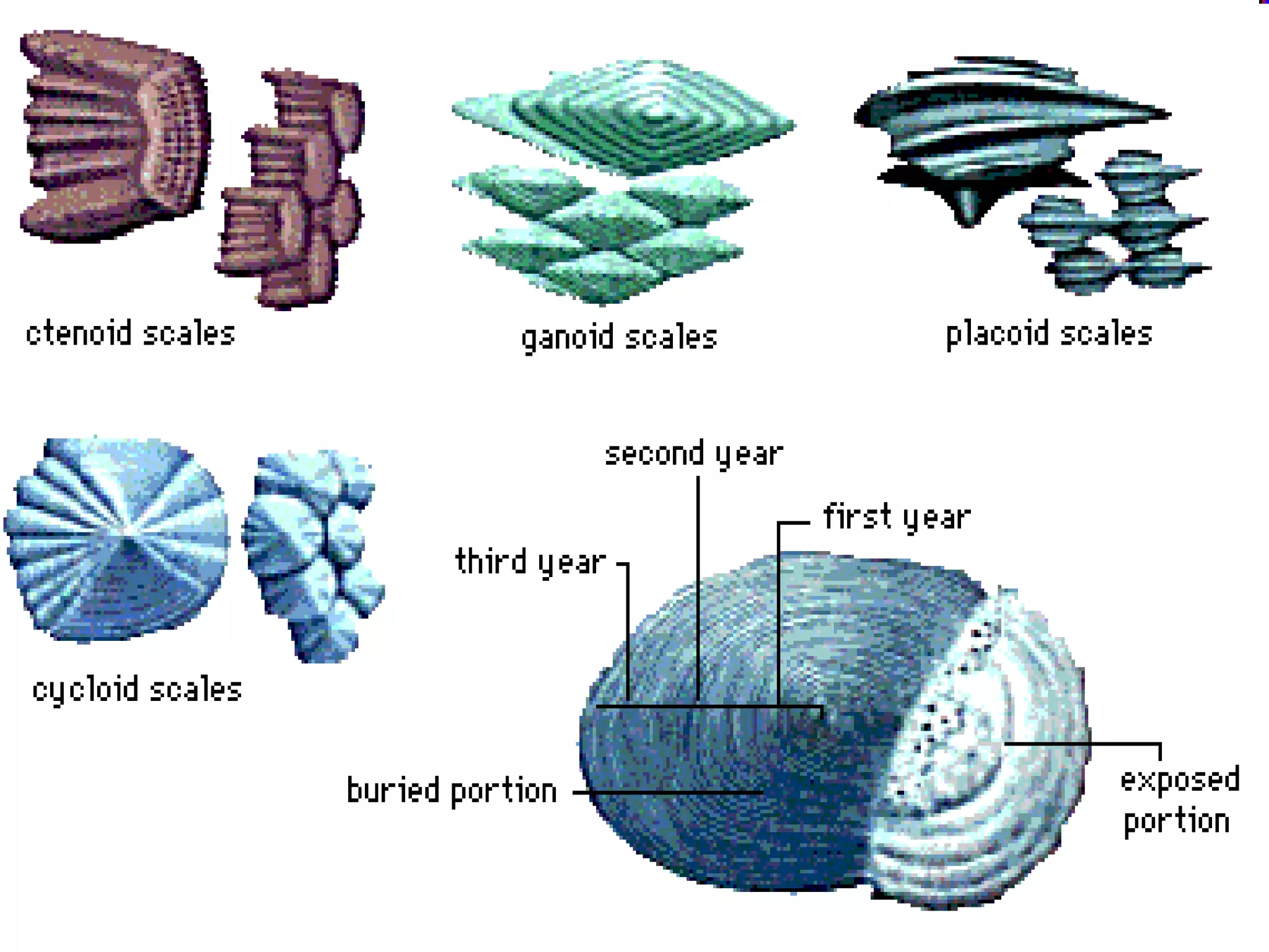 Vertebrate Skeletal Systems | PPT