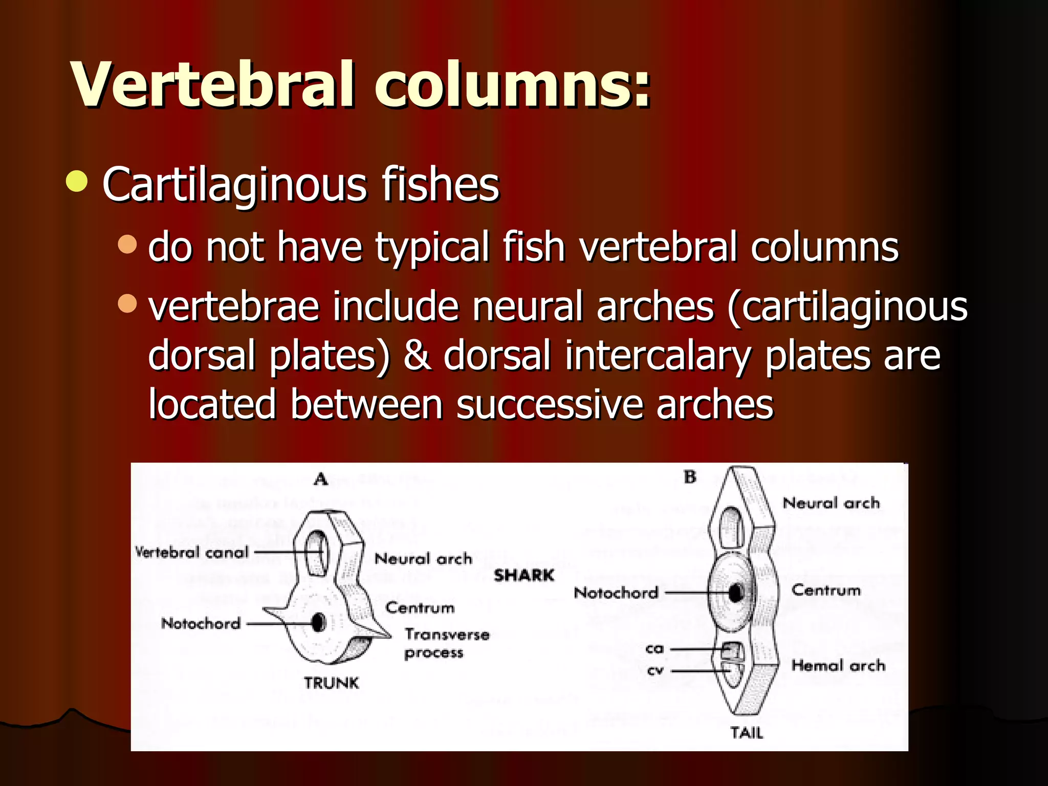 Vertebrate Skeletal Systems | PPT