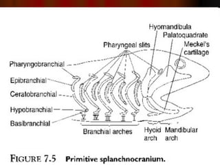 Vertebrate Skeletal Systems | PPT