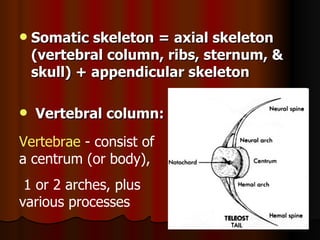 Vertebrate Skeletal Systems | PPT