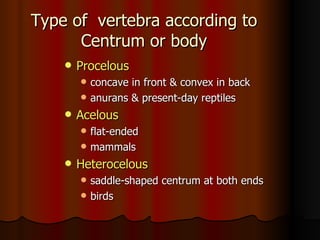 Vertebrate Skeletal Systems | PPT