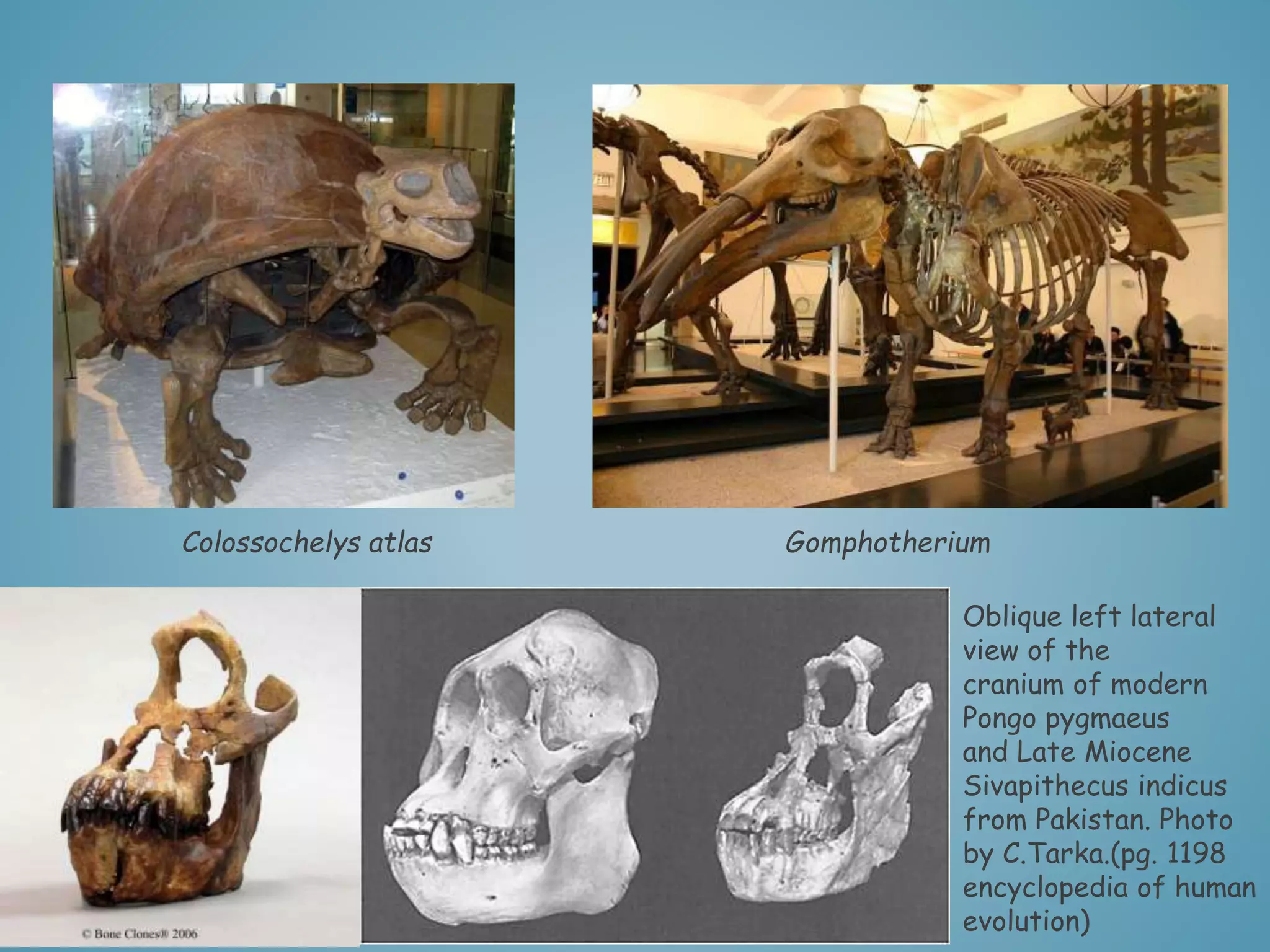 Vertebrates of Siwalik | PPTX