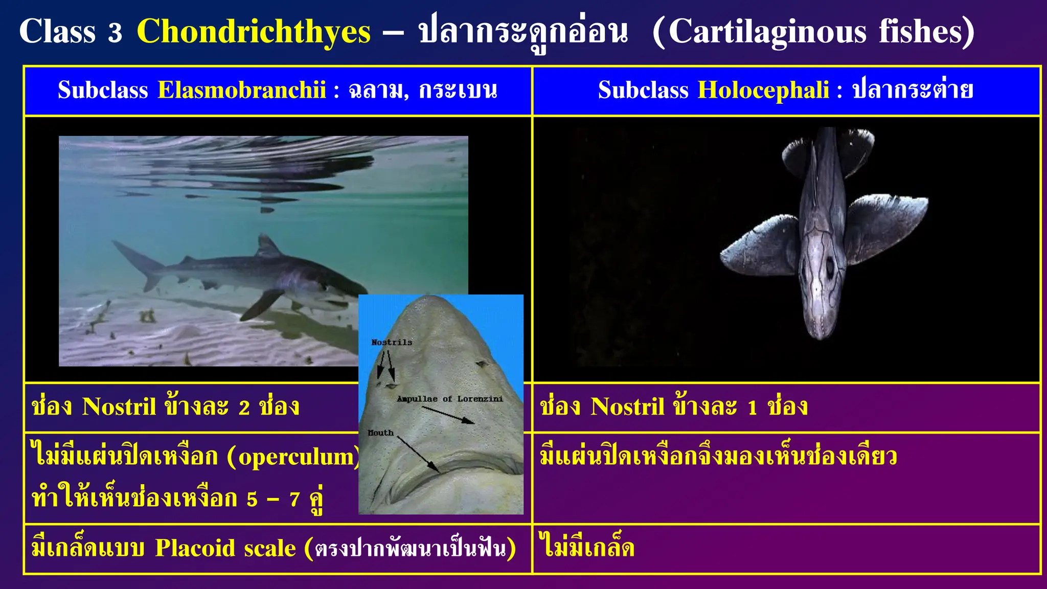 Vertebrates_Part 2 Pisces.pdf
