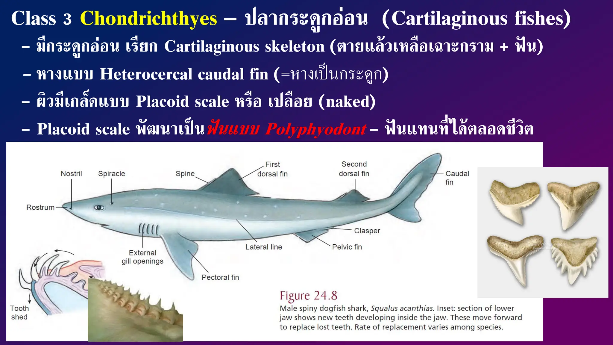 Vertebrates_Part 2 Pisces.pdf