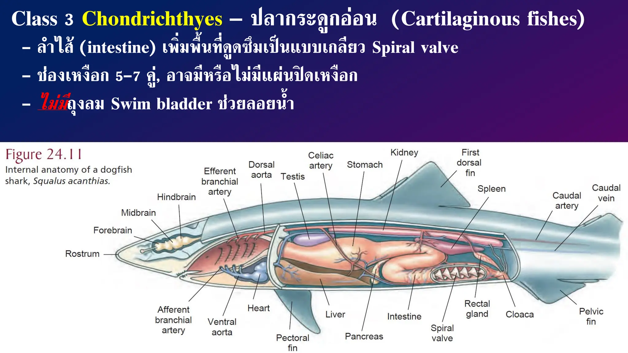 Vertebrates_Part 2 Pisces.pdf