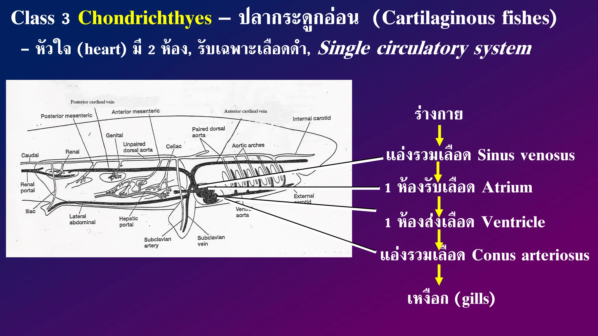 Vertebrates_Part 2 Pisces.pdf
