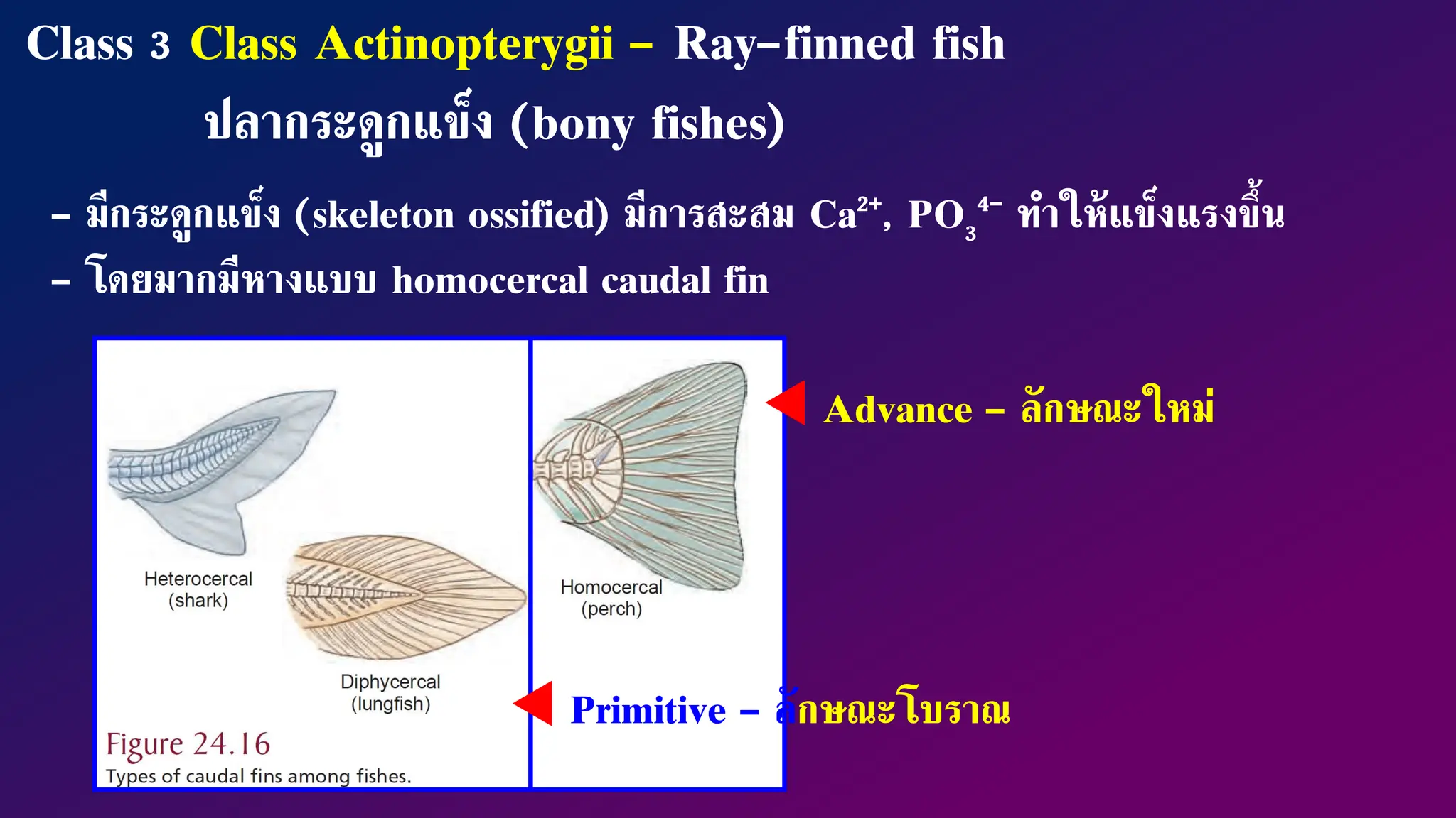 Vertebrates_Part 2 Pisces.pdf