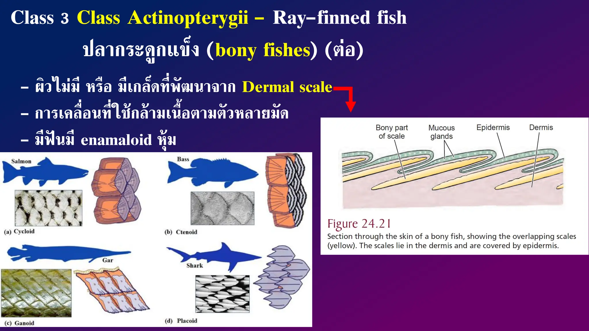 Vertebrates_Part 2 Pisces.pdf