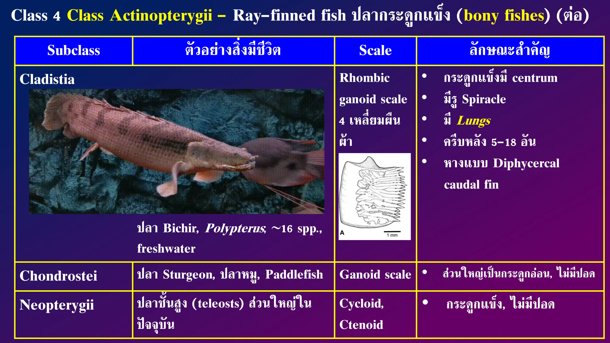 Vertebrates_Part 2 Pisces.pdf